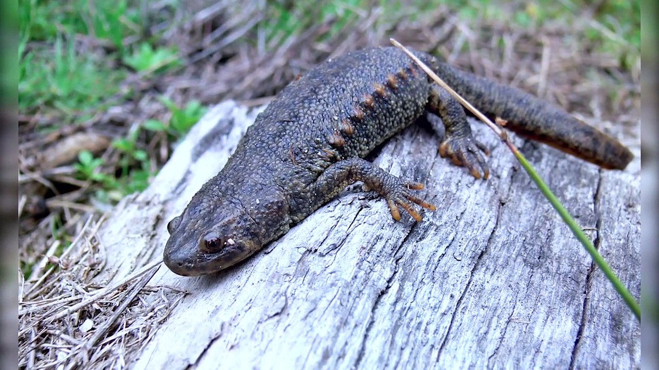 Insane Ways Animals Protect Themselves - video Dailymotion