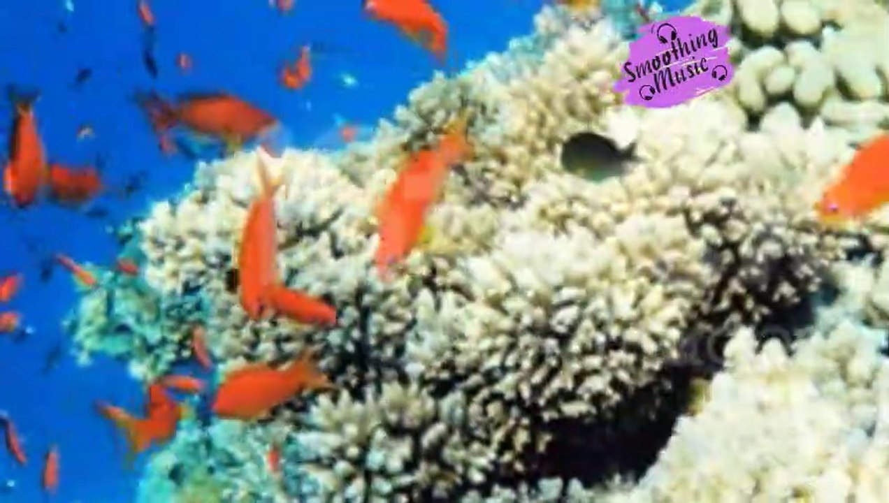 Stunning Underwater Wonders of the Red Sea + Relaxing Music - Coral ...