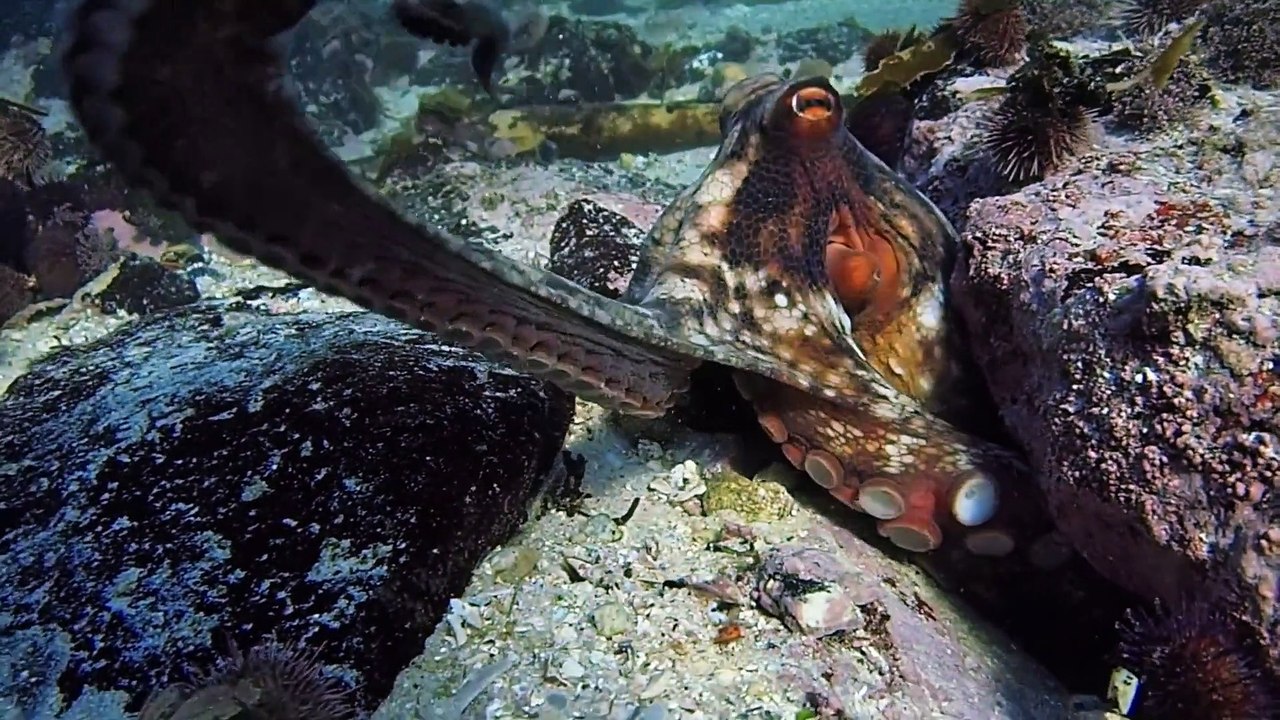 My Octopus Teacher - video Dailymotion