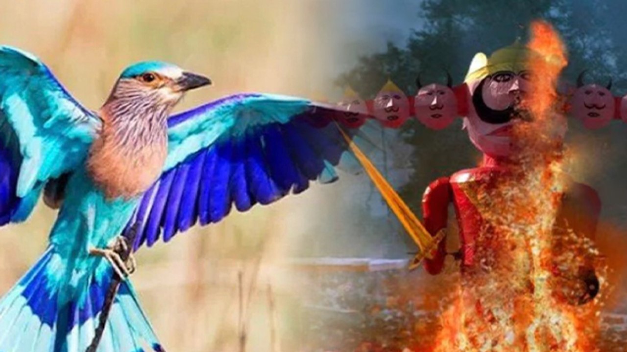 Dussehra 2022: Importance of Sighting Neelkanth Bird |दशहरे पर नीलकंठ ...