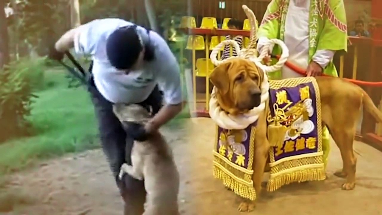 Tosa Inu is a Legal Fighting Dog! - video Dailymotion