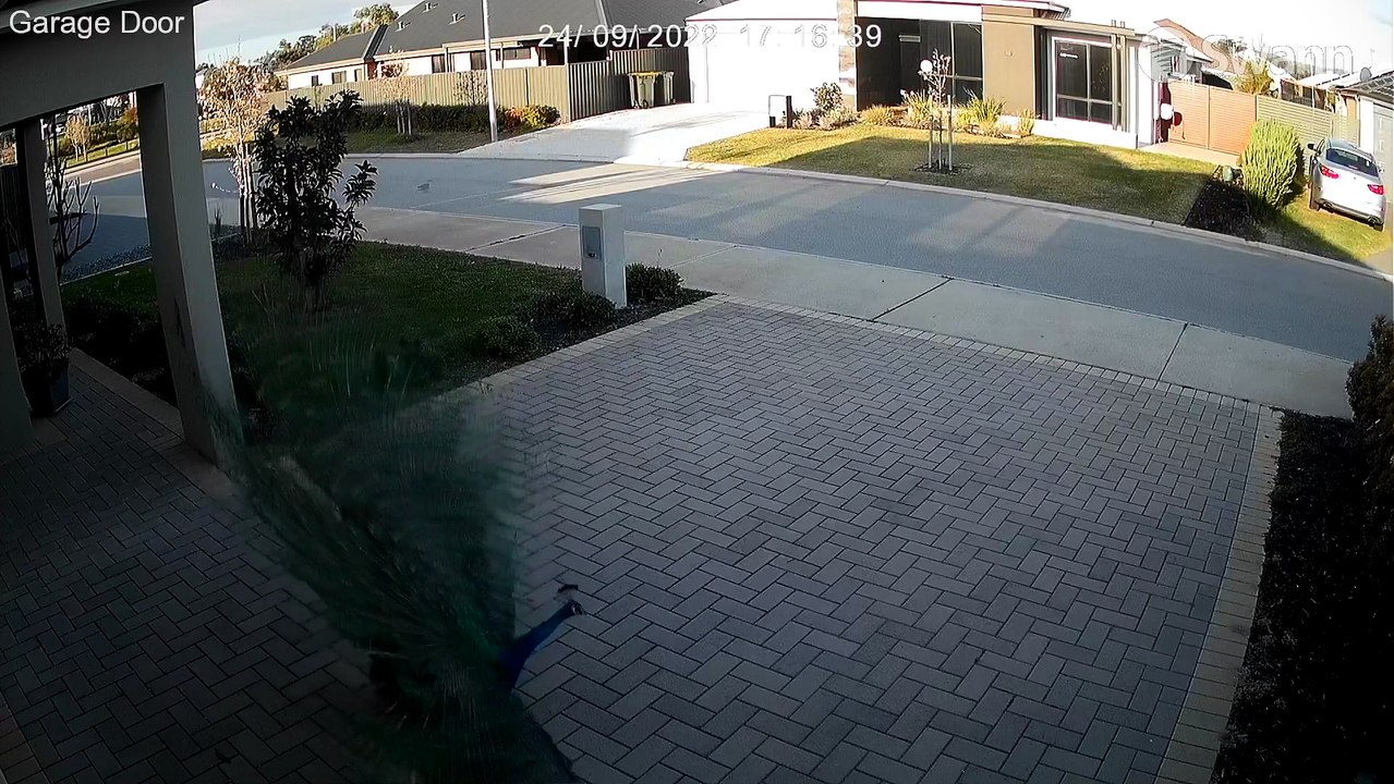 Magnificent Peacock Tries to Attract Ladies Caught by Security Camera ...