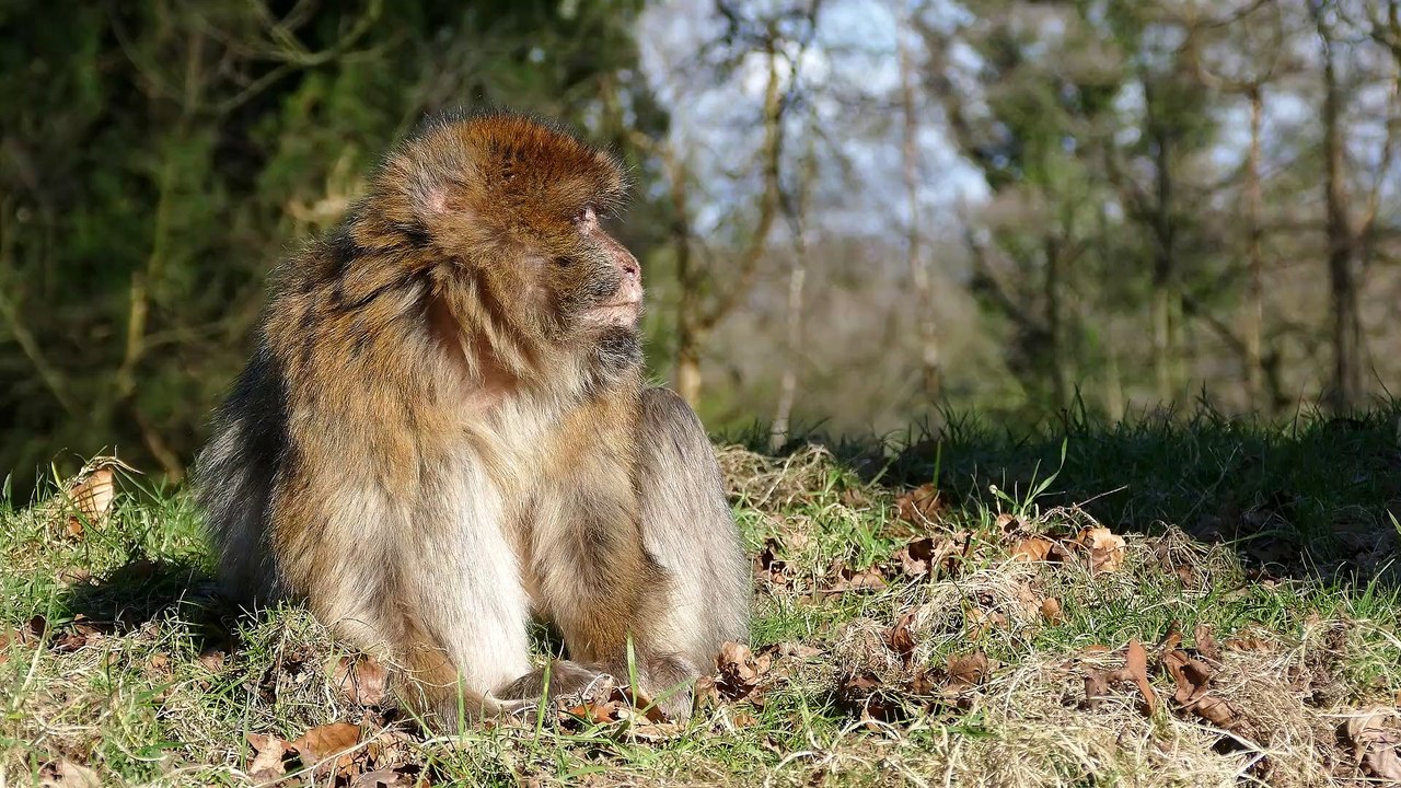 So cute and beautiful Monkeys - video Dailymotion