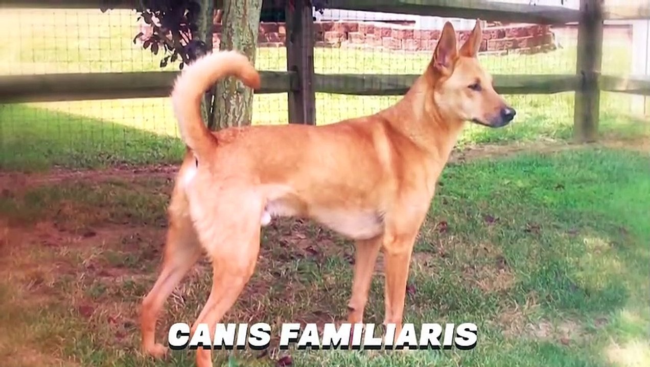 These Are 10 Most Unknown Dog Breeds - video Dailymotion