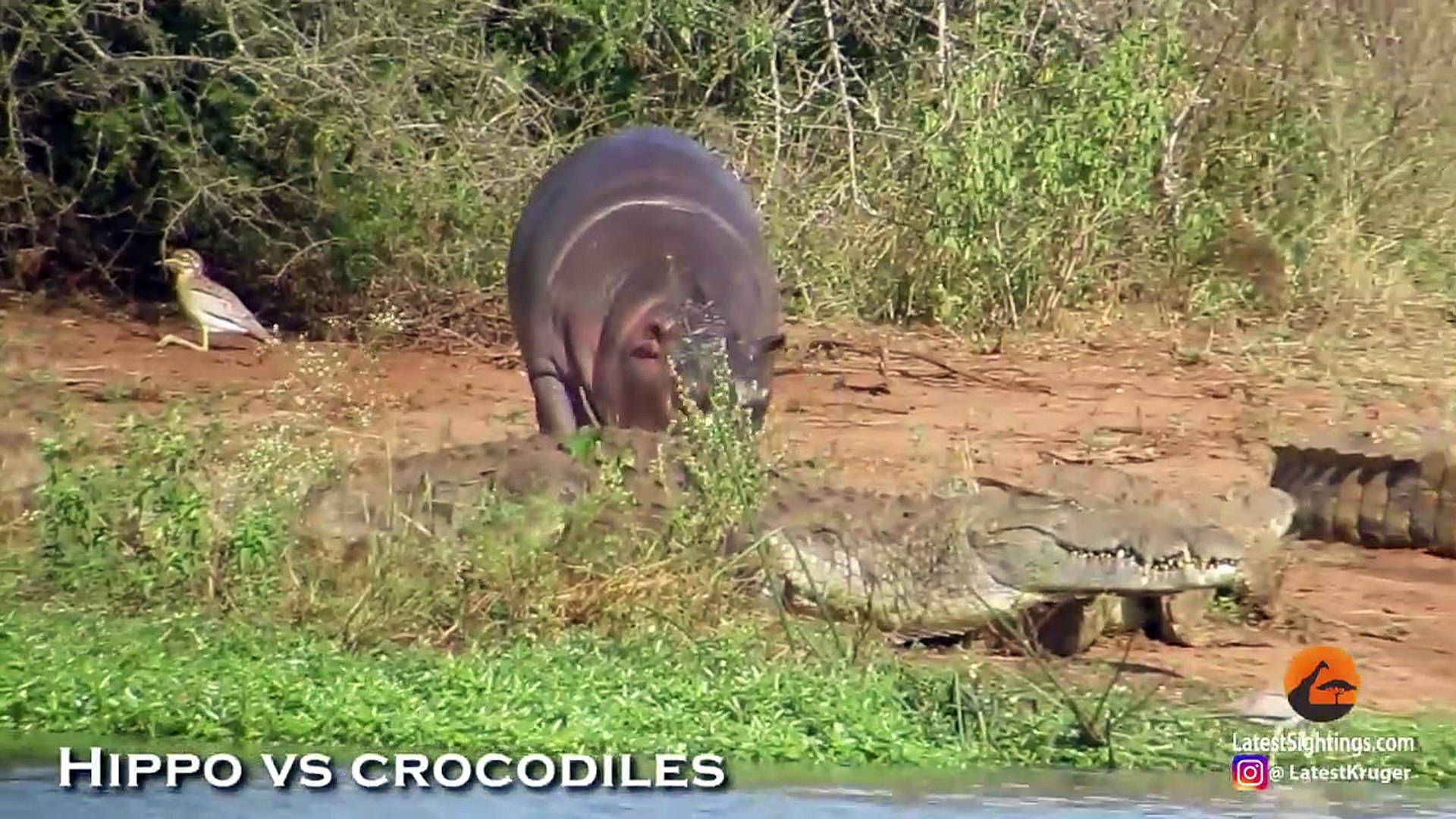Hippo Vs Crocodile