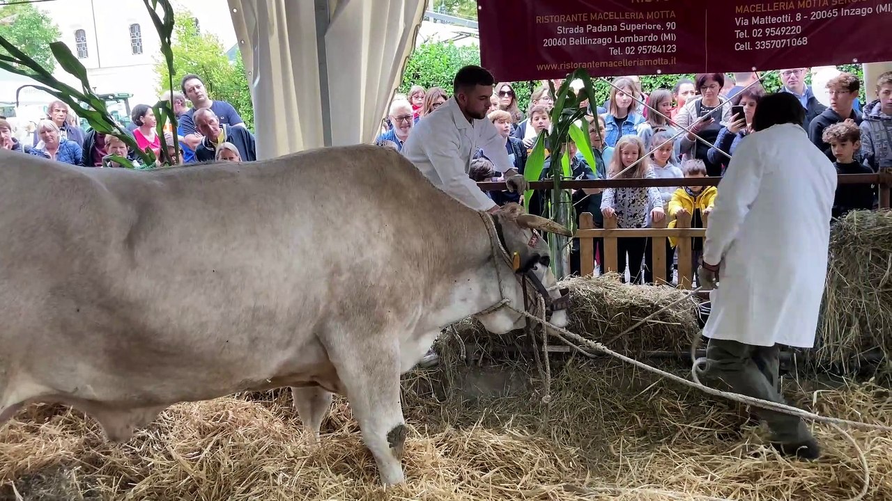 Inzago, via alla fiera del bestiame - Video Dailymotion