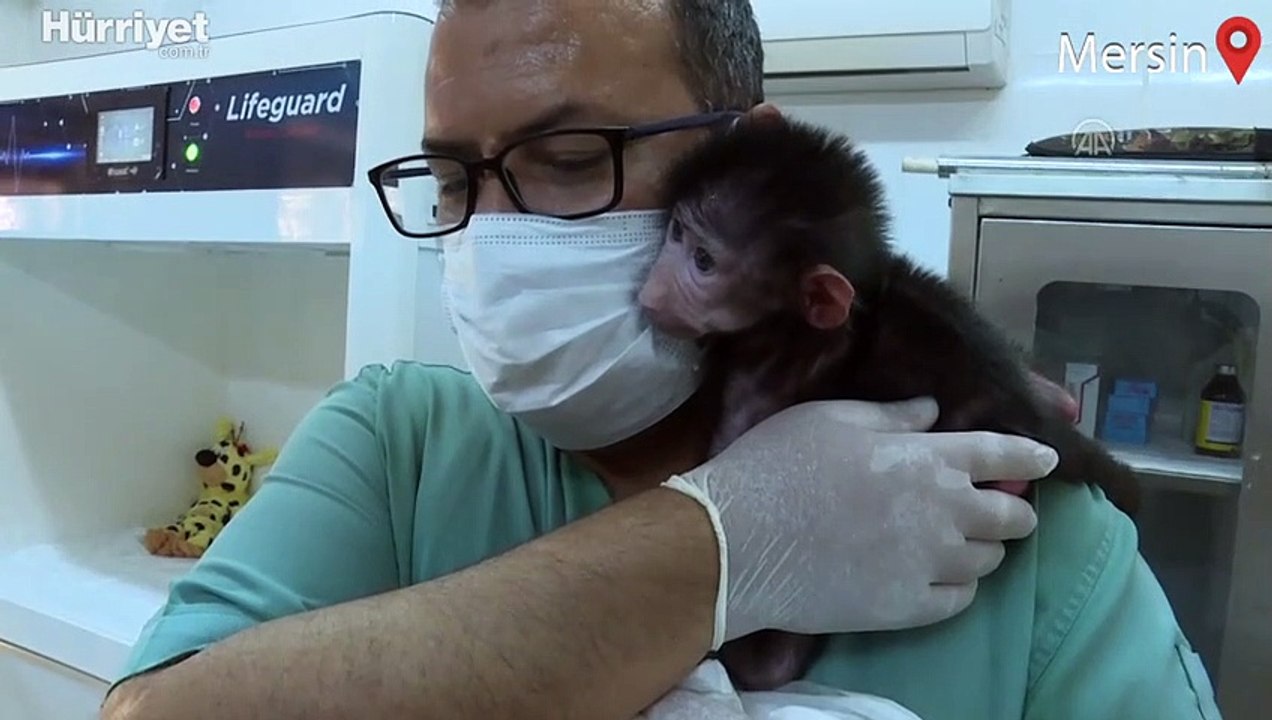 Yavru maymun 'Nisan'a bebek gibi bakıyorlar - Dailymotion Video