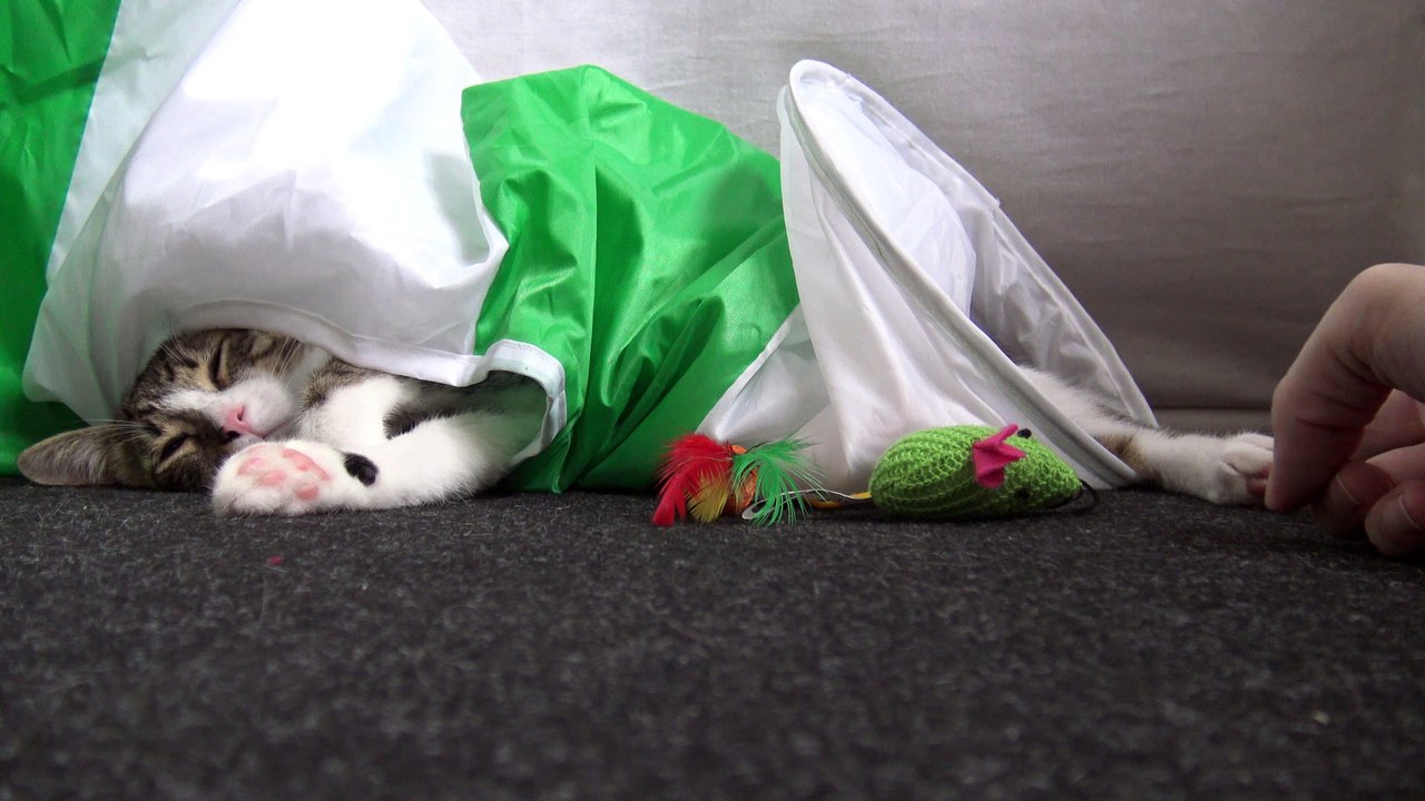 Funny Kitten Fainted in the Cat Tunnel - video Dailymotion