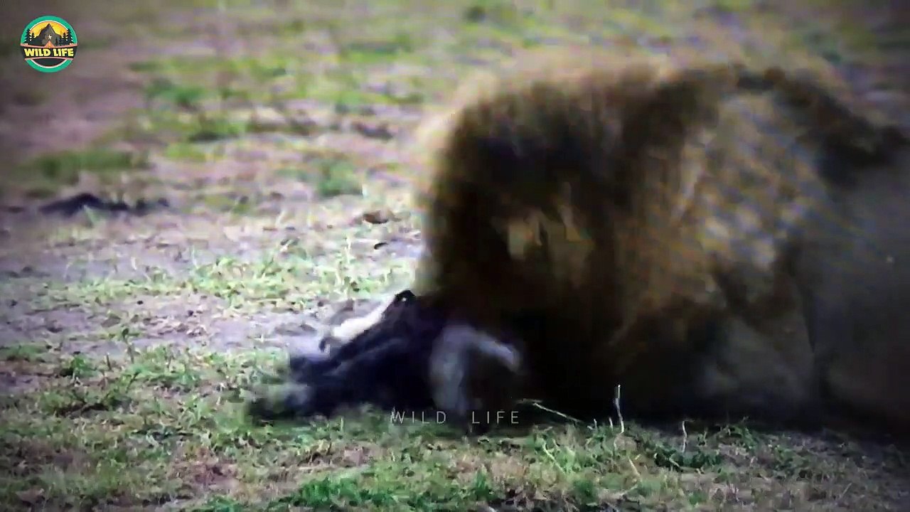 Animal Bullies Terrorizing And Brutally Killing In The Wild - video ...