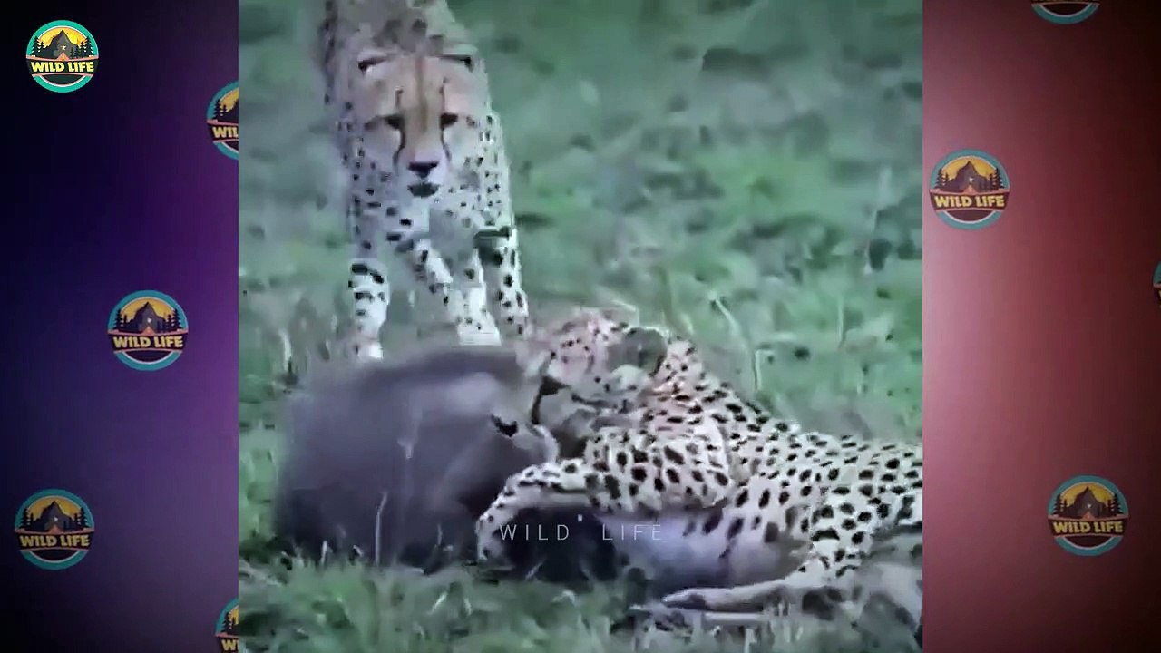 Crushing Savage Hunts Performed By Talented Huntingg Cheetahs - video ...