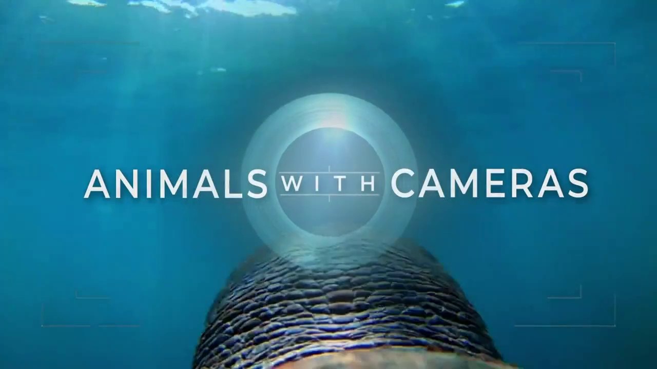 Animals with Cameras - Series 2 BBC HD 2022 - video Dailymotion