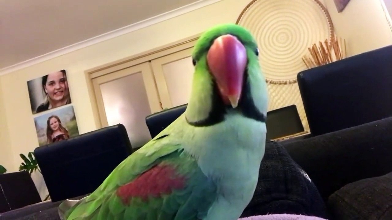 Funny Parrots singing - 05 - video Dailymotion