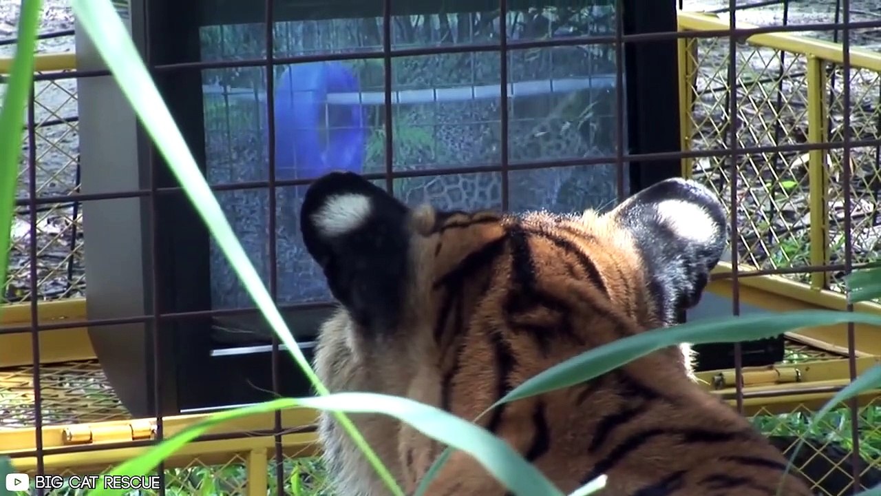 Animals Watching Tv Caught On Camera - video Dailymotion