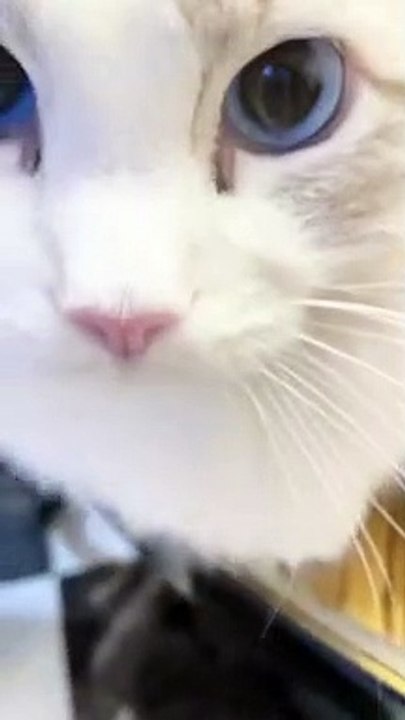 hallo cat - video Dailymotion