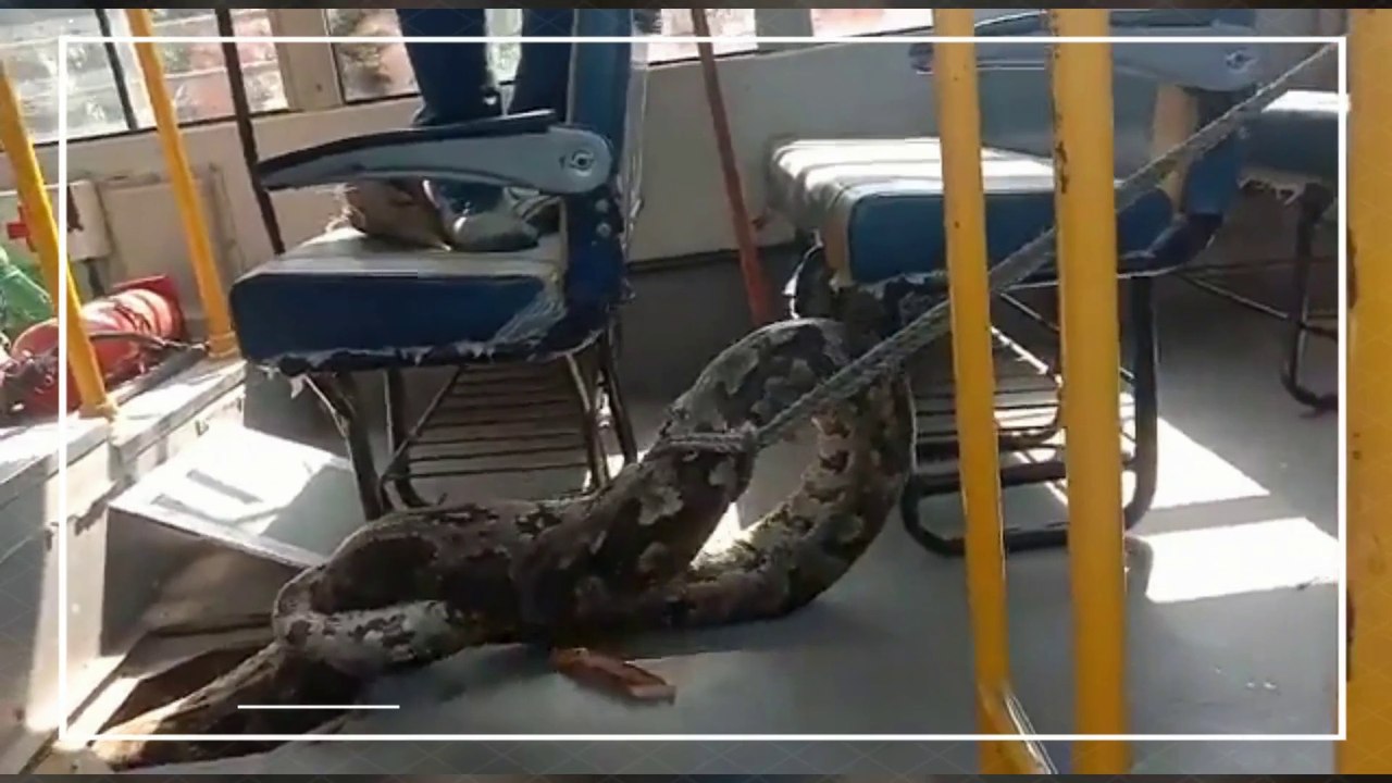 50 feet python snake in school bus | Viral | News Jankari - video ...