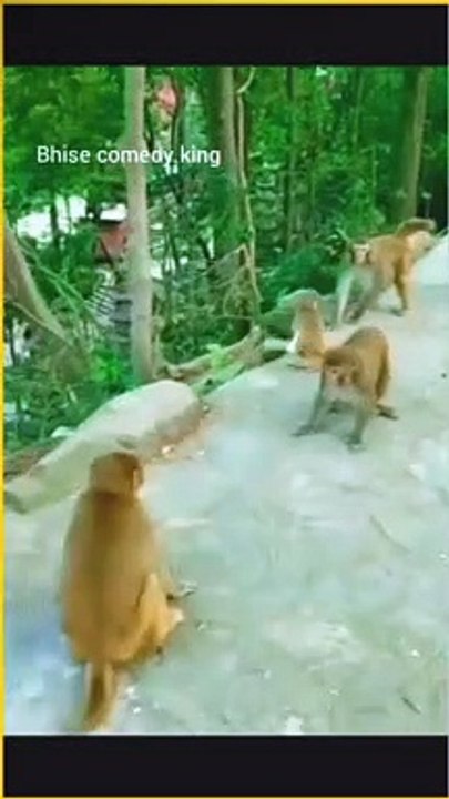 Funny Manki video #short - video Dailymotion