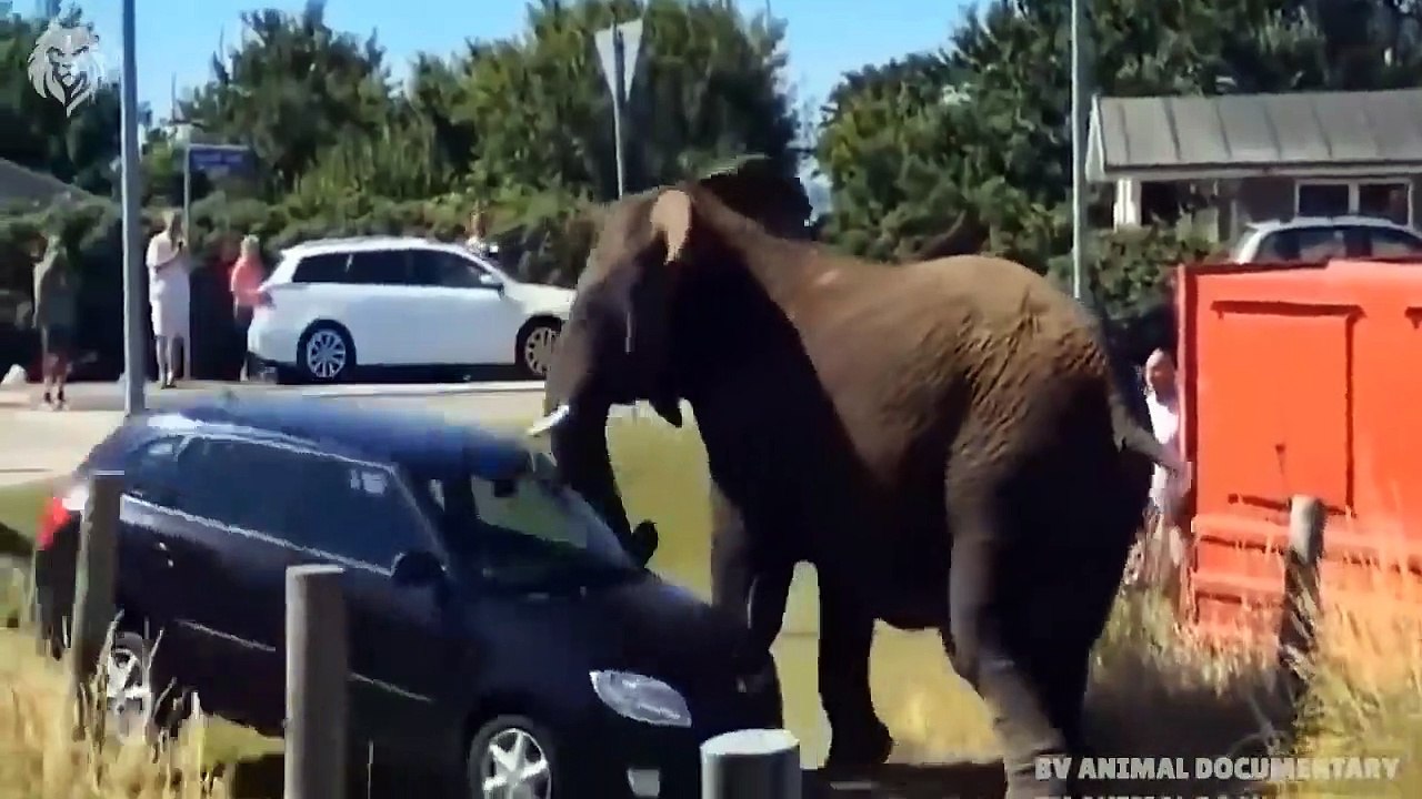 Angry Elephant attacks Lion very hard, Wild Animals Attack - video ...