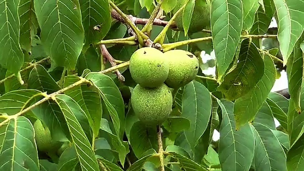 buah kenari - Video Dailymotion