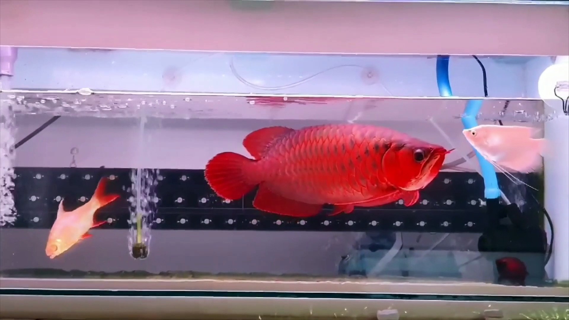 Chili Red Arowana Fish