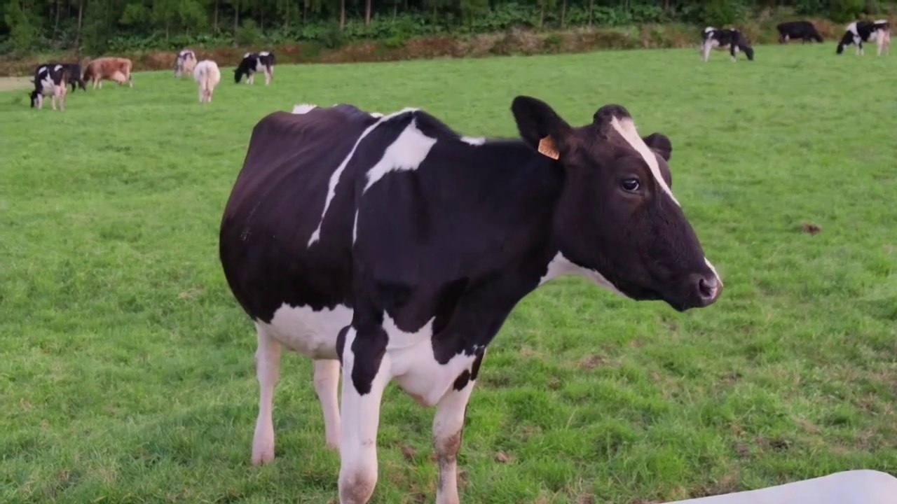 Cow Moo, Horse, Animal Sounds for Children, Learn Animal Sounds, # ...