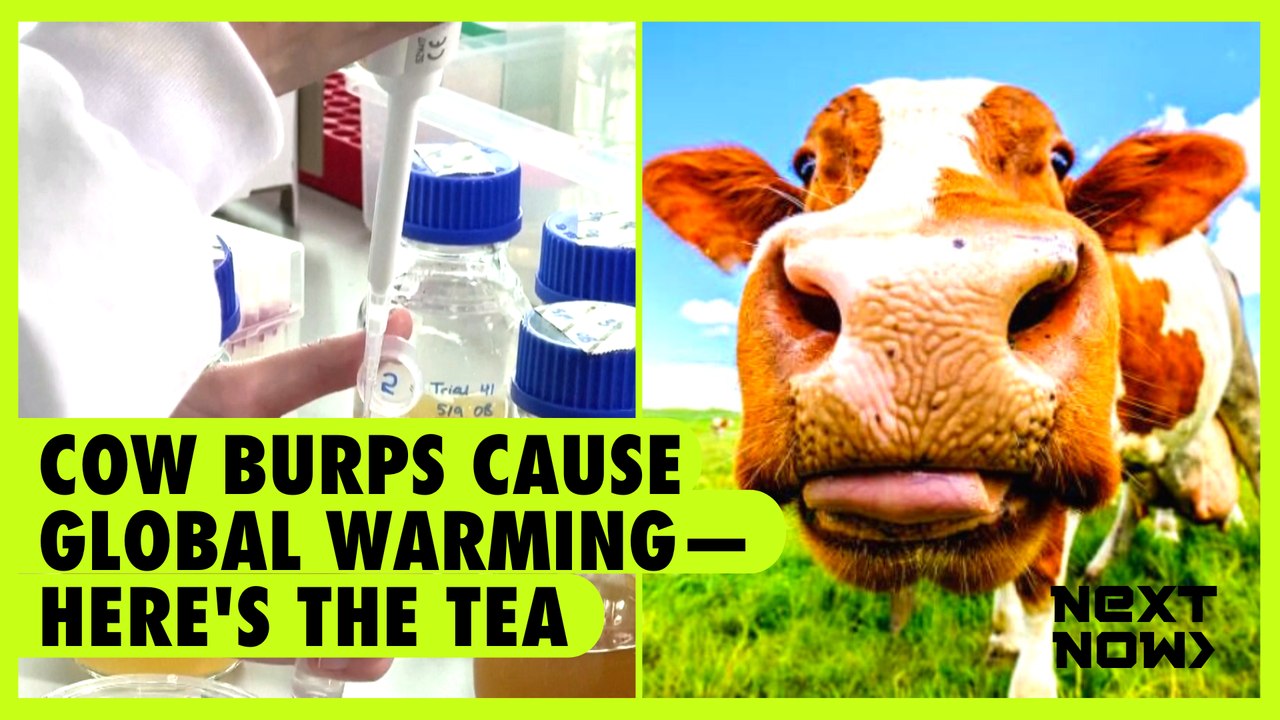 Cow burps cause global warming—here's the tea | Next Now - video ...