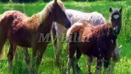 Animal videos by Animal world - Dailymotion