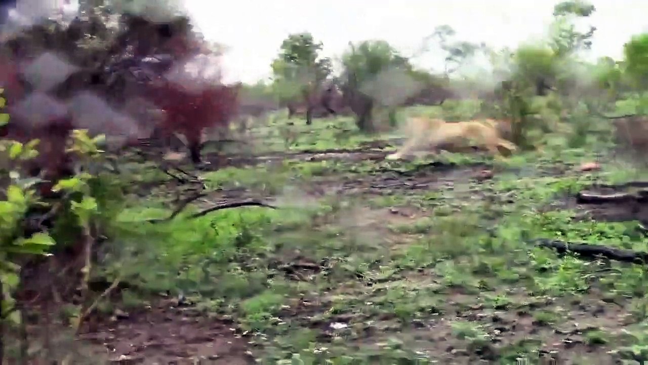 Painful Lion Was Brutally Attacked By Hungry Crocodile To Steal Prey ...
