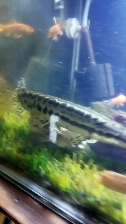 FEEDING MY FLORIDA GAR ALIGATOR ! || KASIH MAKAN IKAN PREDATOR - Video ...