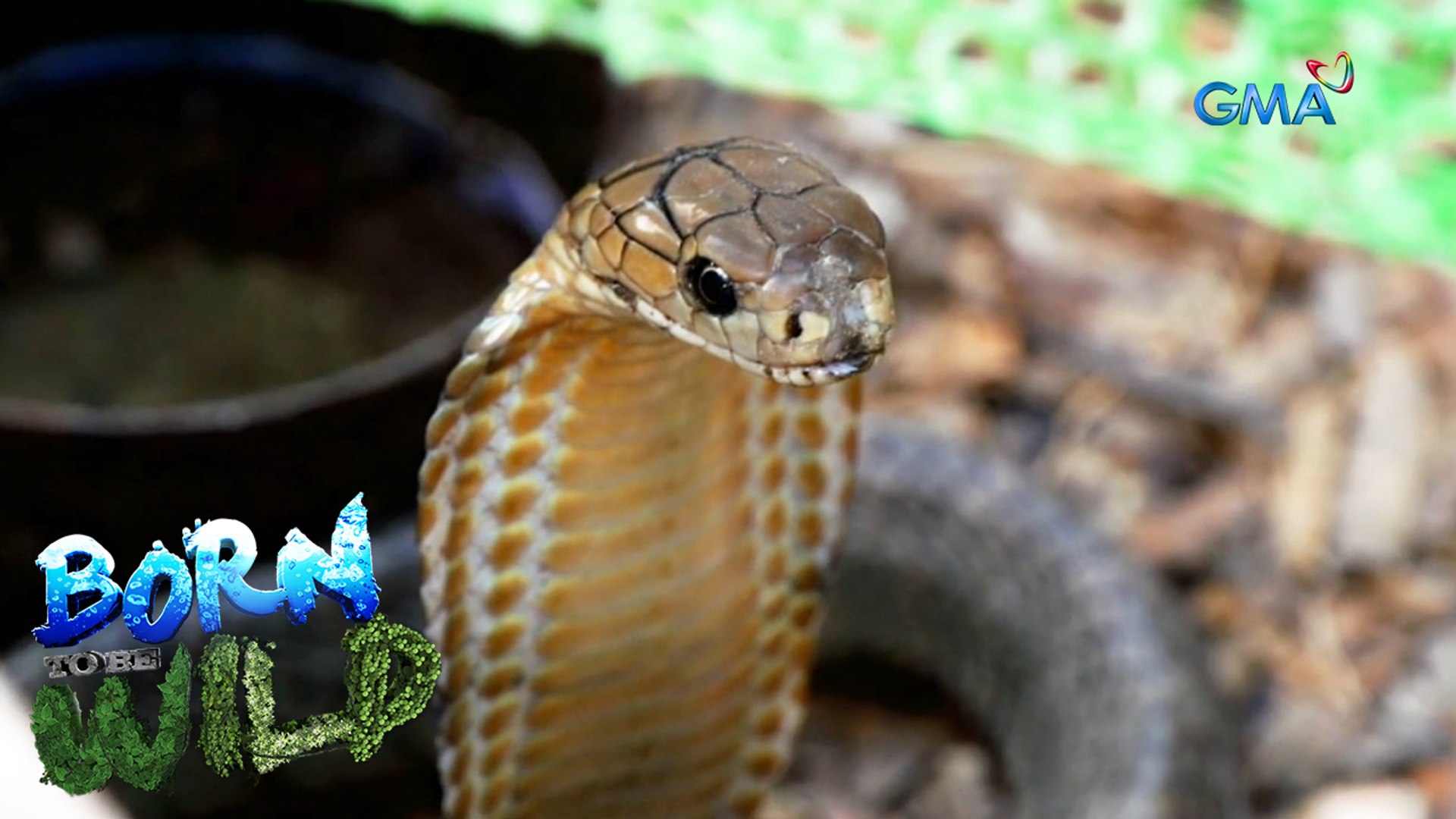 Philippine Cobra