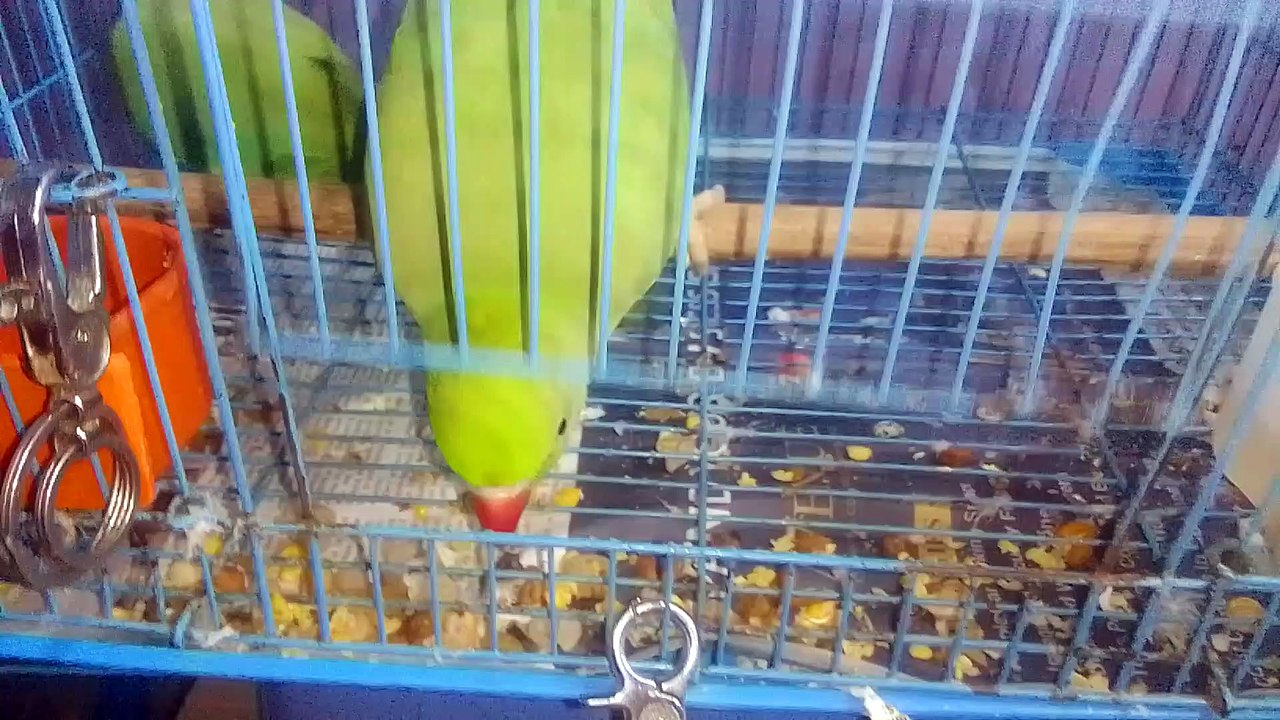 Parrot baby ki new video all pakshi video - video Dailymotion
