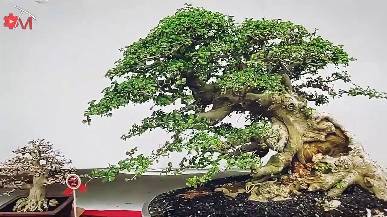 inspirasi bonsai serut juara - Video Dailymotion