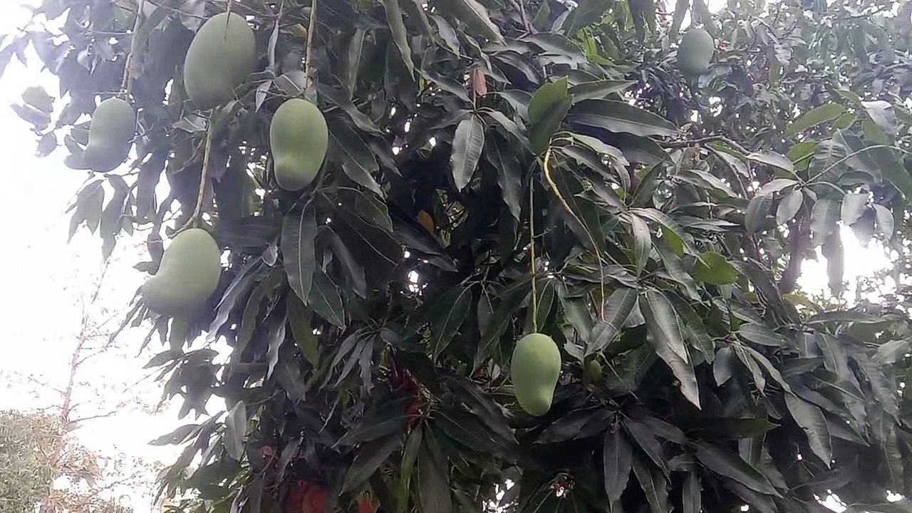 Mangga - Video Dailymotion