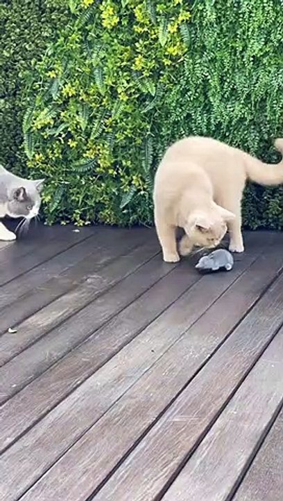 KUCING LUCU-KUCING TAKUT SAMA TIKUS - Video Dailymotion