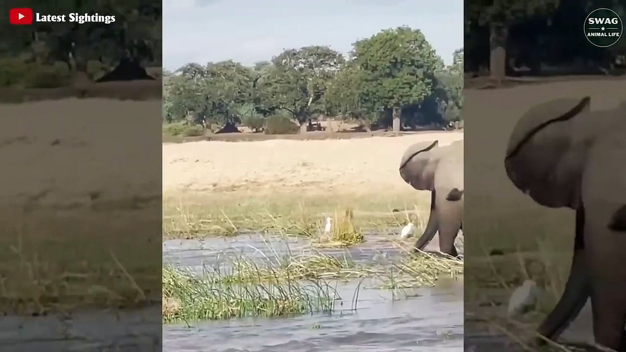 7 Most Brutal Battles Of Elephants Threaten Bully Predators Wild Animal ...