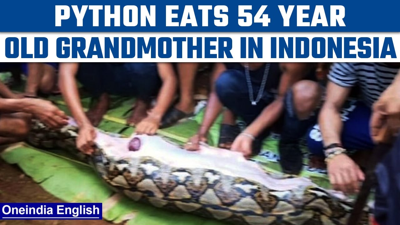 Massive python eats elderly woman in Indonesia, pics of the snake go ...