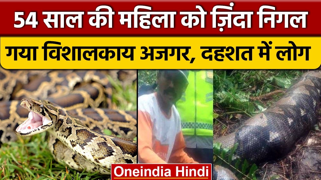Python Swallows Woman: महिला को जिंदा निगल गया अजगर, लोगों में डर का ...