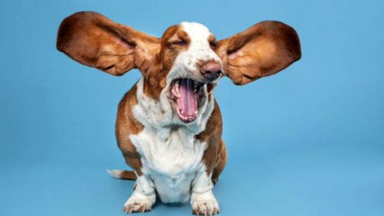 Funny Animal Videos by a2z animals - Dailymotion