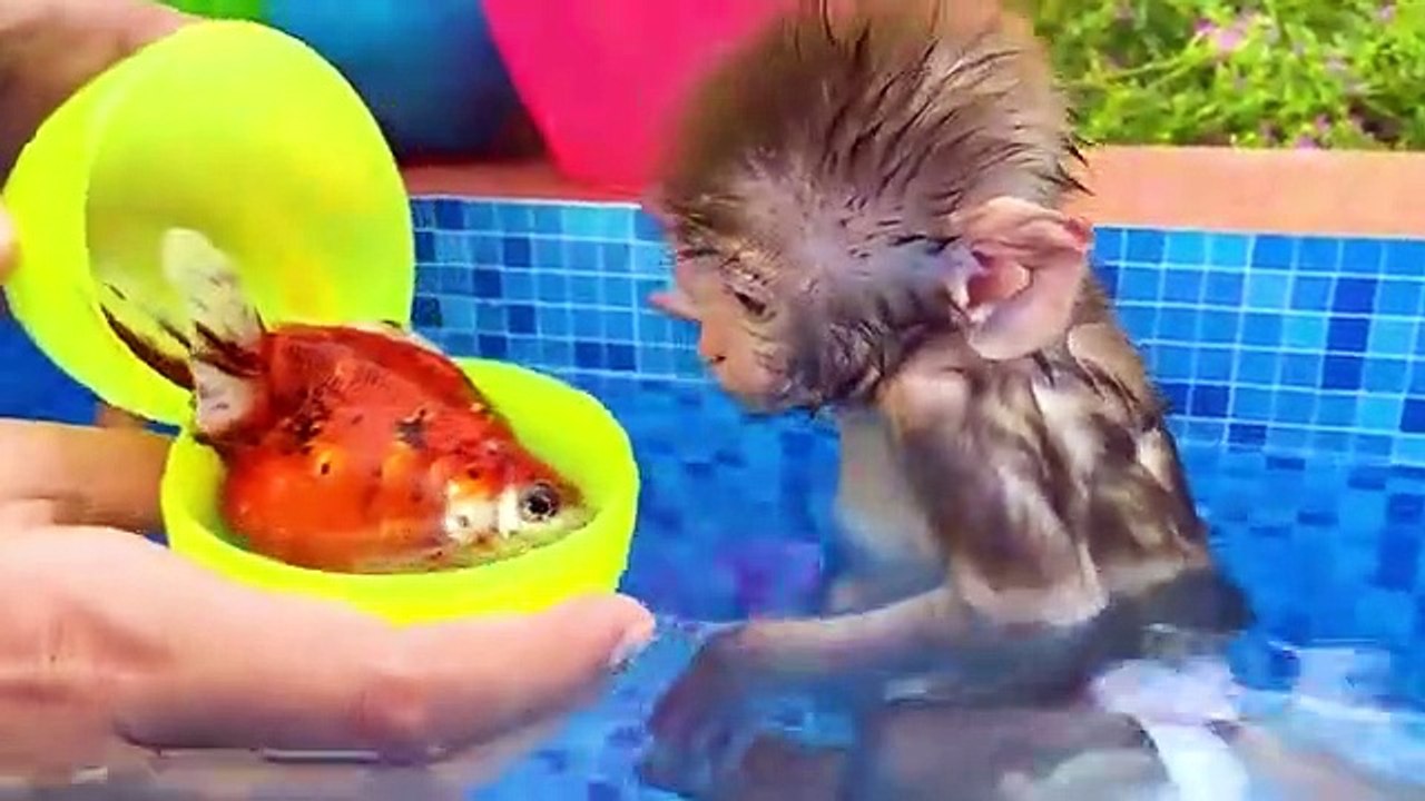 Monkey_Baby_Bon_Bon_Drives_To_The_Pool_And_Opens_Surprise_Eggs_With ...