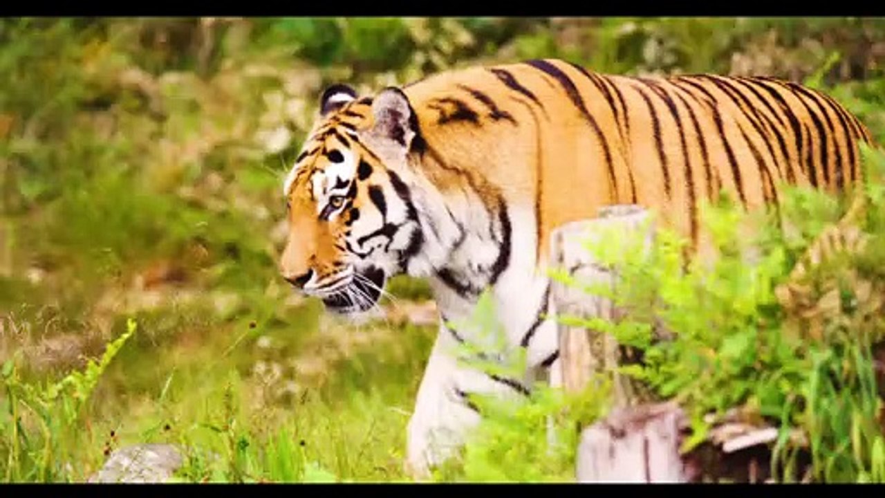 WILDLIFE ANIMALS - video Dailymotion