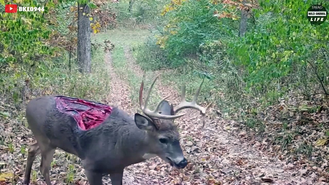 7 Moments Animals Survived Despite Being Seriously Injured Wild Aniaml ...