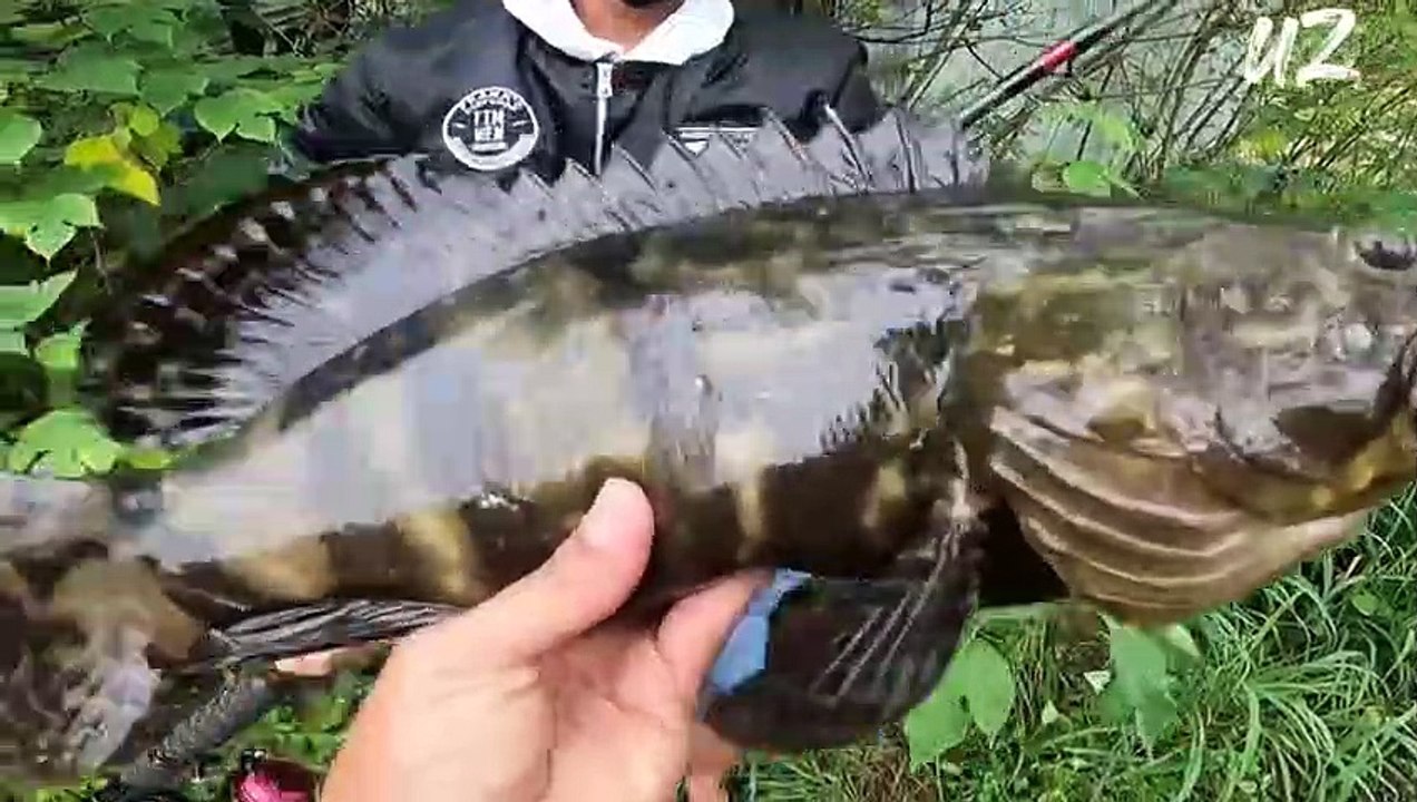 Umpan Jatuh Langsung Sambar Mancing Kakap Putih Di Spot Extreme ( Aman ...