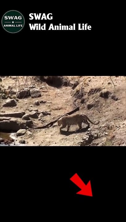 leopard fight python to the death #animal #shorts #shortvideo #animals ...