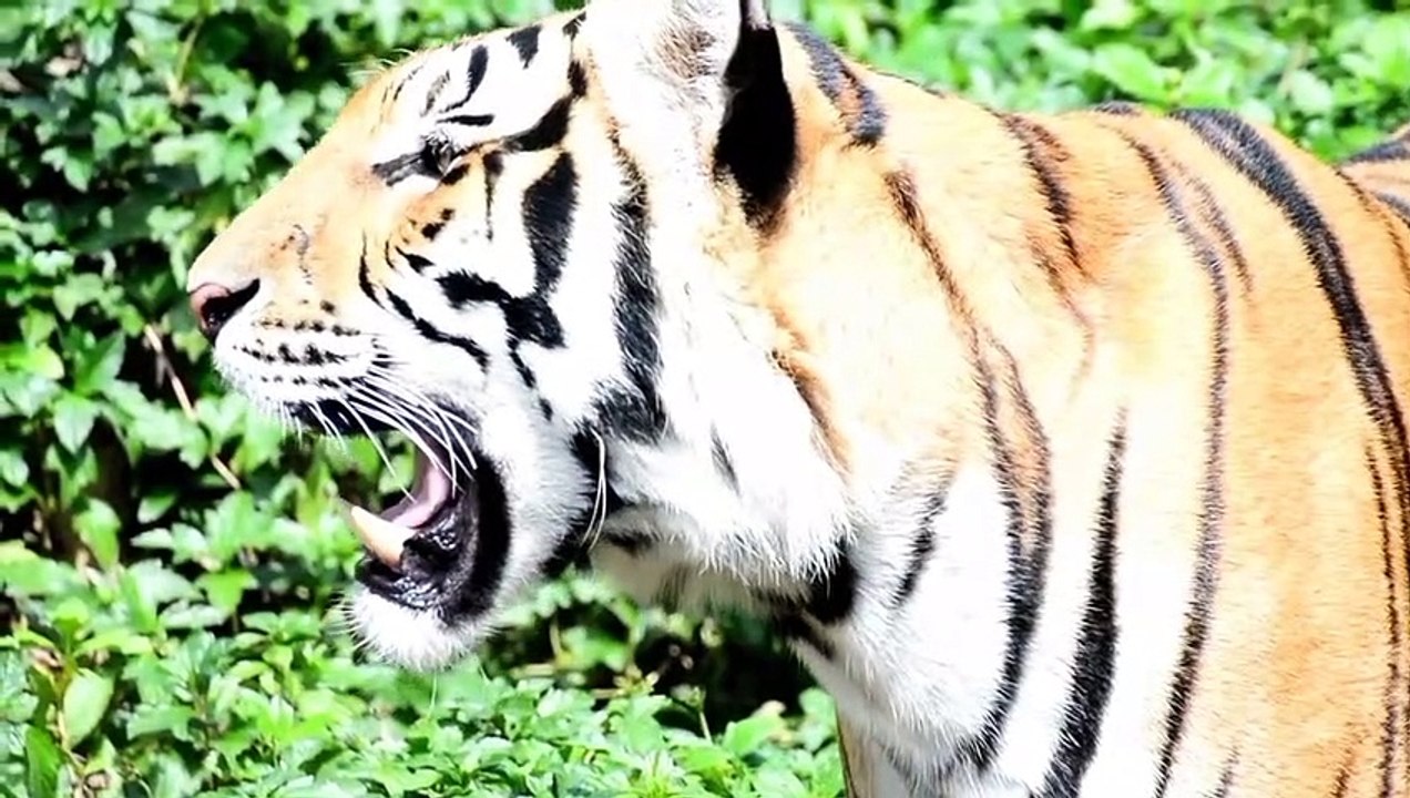 Suara hewan ternak : anjing, ayam, kucing, kuda, jerapah, singa ...