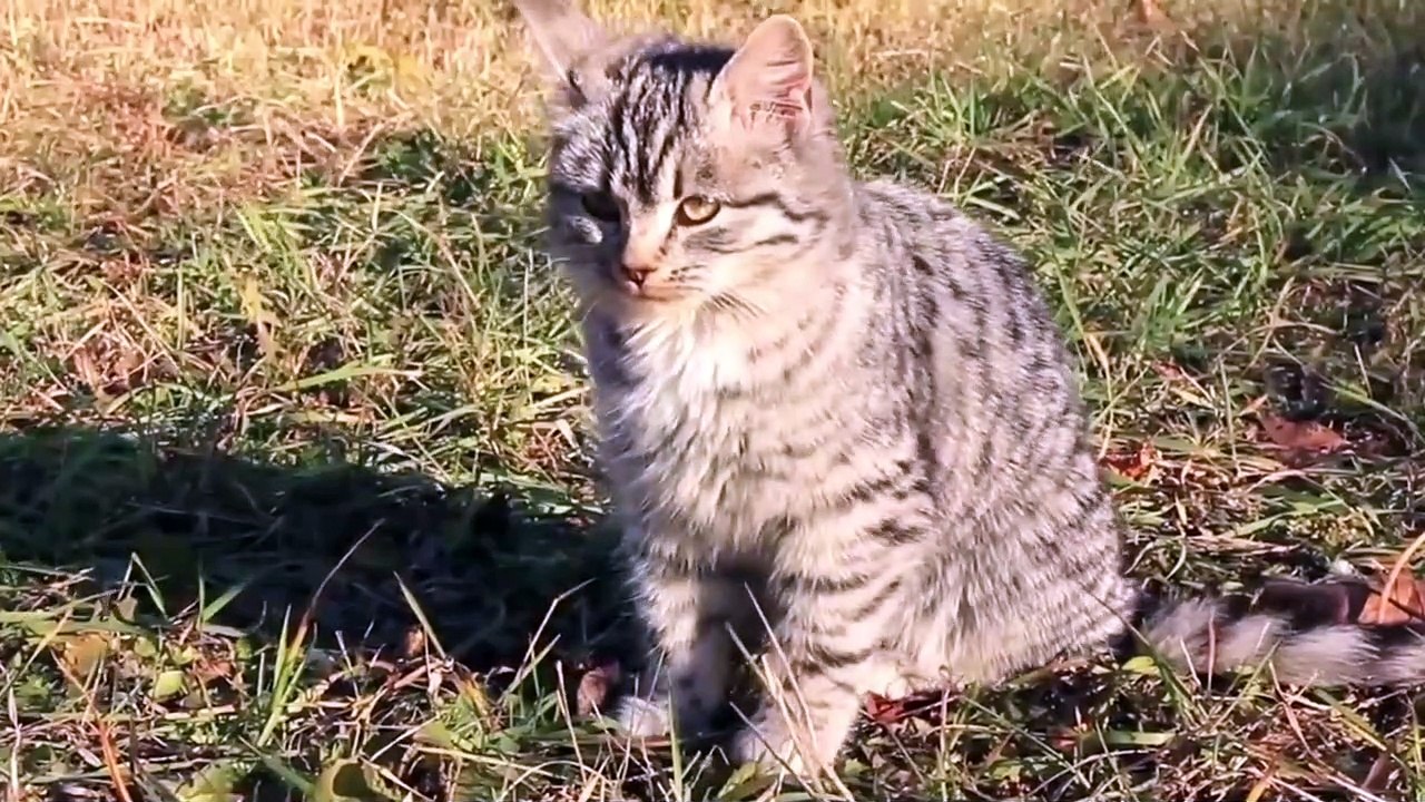 Funny Cat Meow - Funny Cat Meowing - video Dailymotion