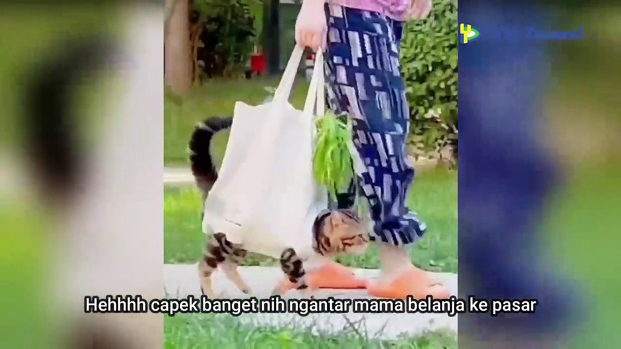 KOCAK! Tingkah Kucing Ini Lucu Banget Bikin Ngakak _ Video Viral Dubbing YU Damel - video ...
