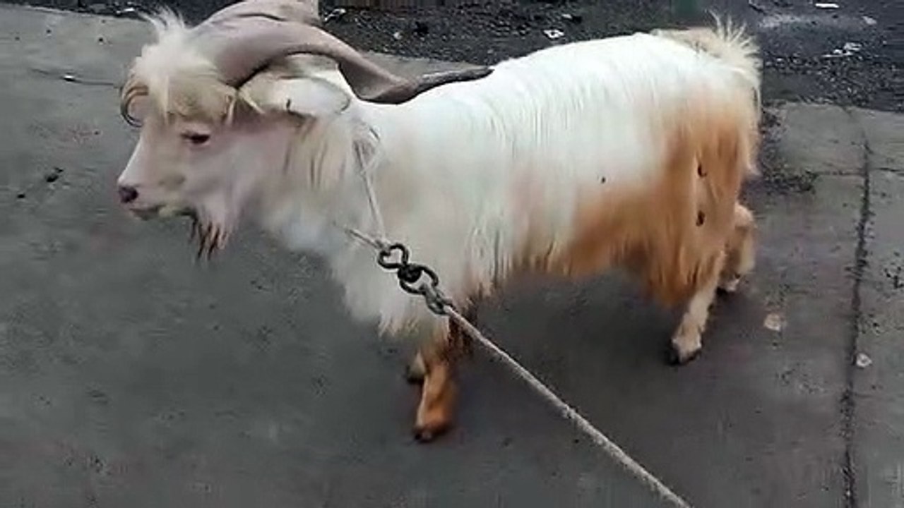 Original zing Goat SGFGOATS - video Dailymotion