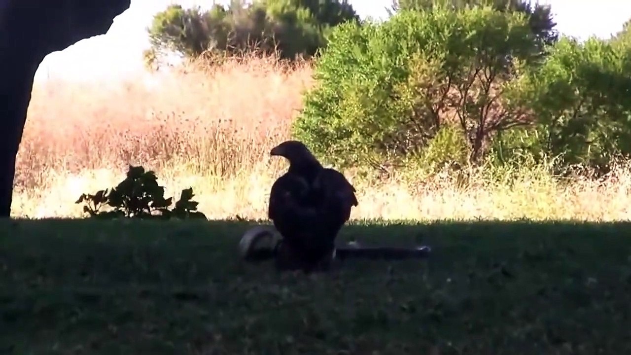 Eagle vs Snake Real Fight _ Snake vs Mongoose _ Eagle Attack Snakes ...