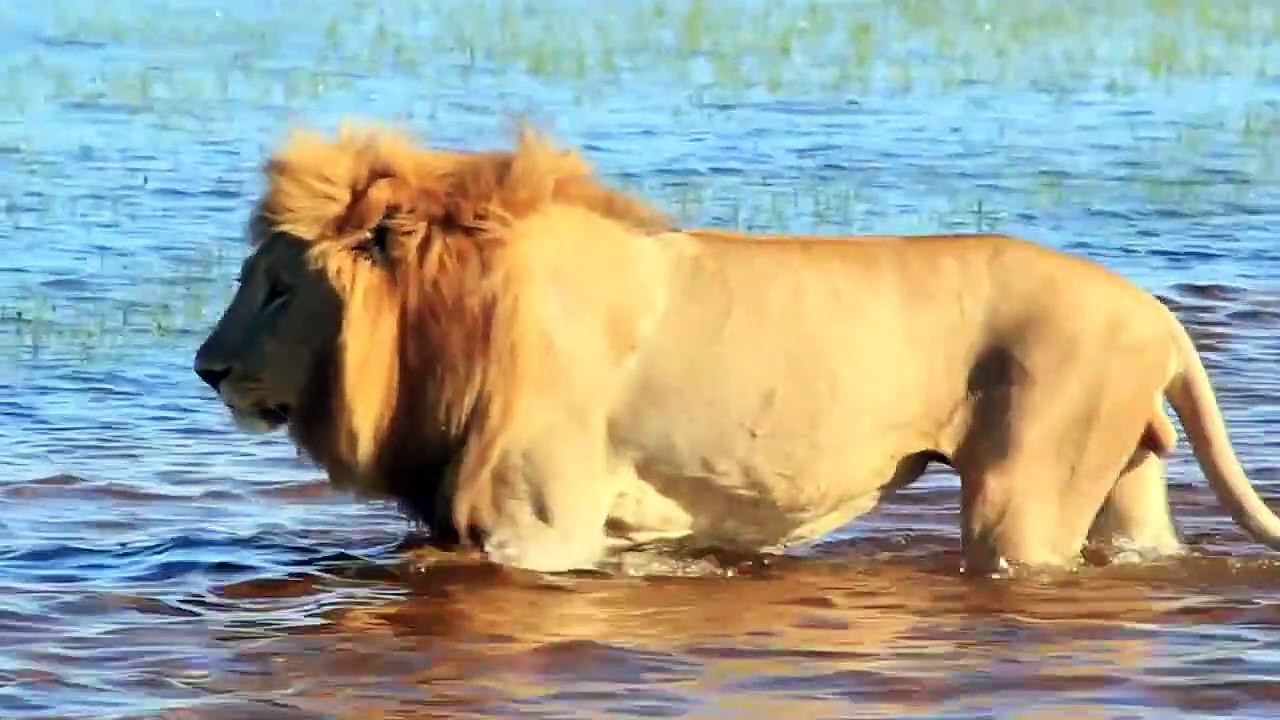 When Lions Messed With The Wrong Opponent ! - video Dailymotion