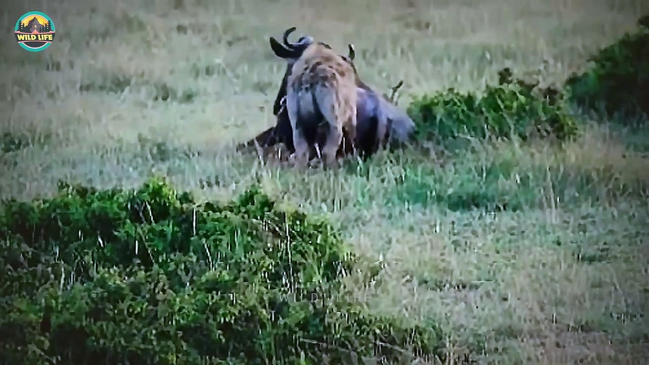 Provoking And Savage Animals On The Battlefield - video Dailymotion