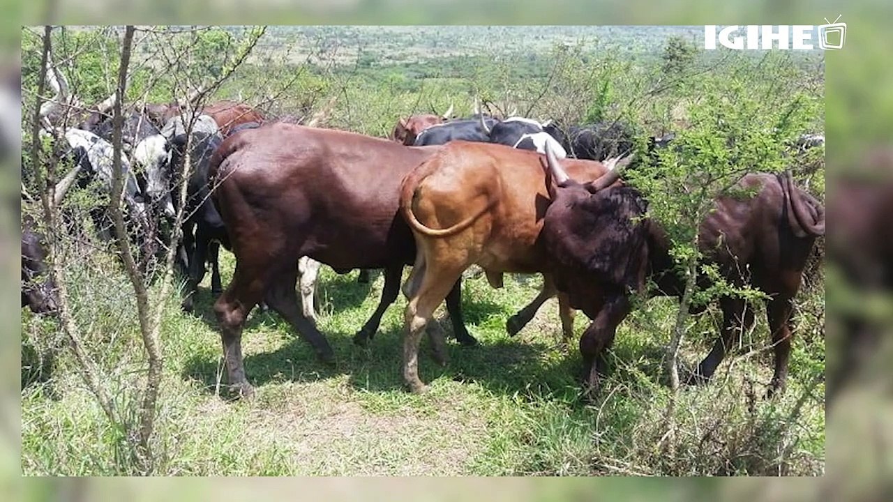 Uko Kayibanda, Mbonyumutwa na Habyarimana babeshywe ubwoko bakoreka u ...